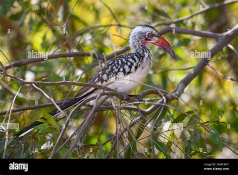 Southern Red Billed Hornbill Tockus Rufirostris Macatoo Okavango