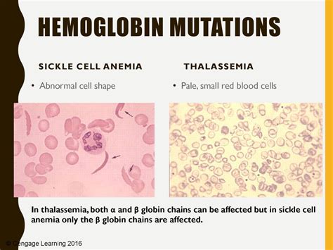 Chapter 9 From Dna To Protein Ppt Download