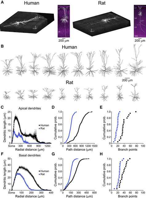 Morphological Elaboration Of The Dendritic Tree Of Human L23 Pyramidal
