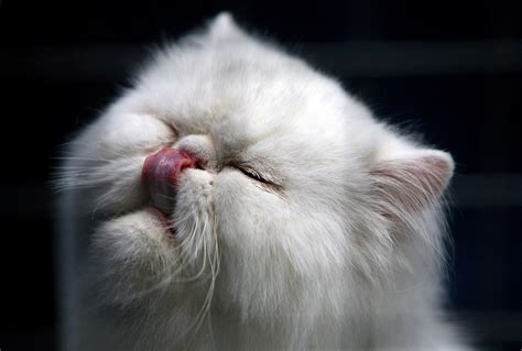 How Can I Stop My Cat From Licking Obsessively