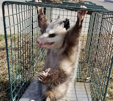 Opossum Australia