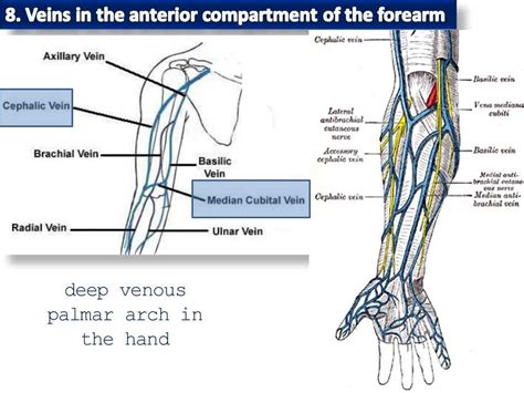 Anatomy Of Forearm Veins
