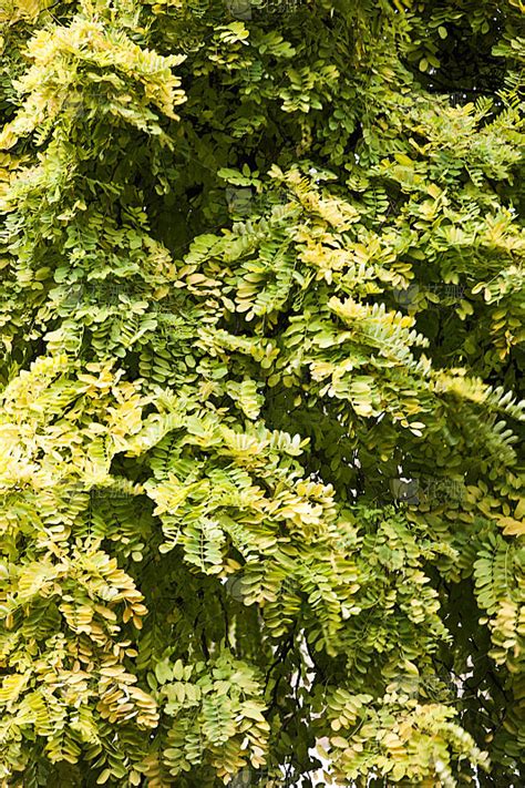 近距离观察树上的绿叶