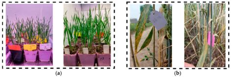 Agronomy Free Full Text Semantic Segmentation Of Wheat Stripe Rust Images Using Deep Learning