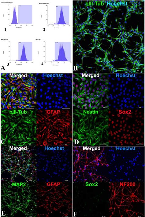 Immunophenotyping Of Drnpc A Cytofluorometry Of Drnpc Marker
