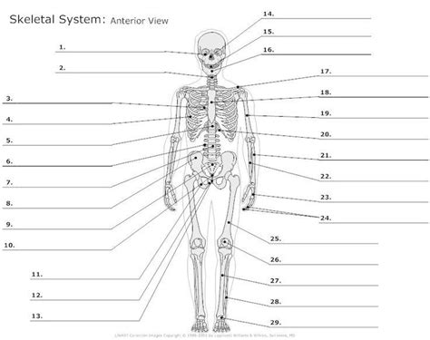 Skeletal System Labeling Quiz