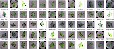 植物病害识别：番茄（西红柿）病害识别分类数据集（9000余张图像）番茄病虫害数据集 Csdn博客