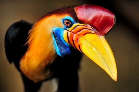 世界の美しい色の鳥