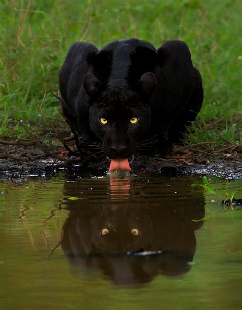 Esta Increíble Foto De Un Leopardo Y Una Pantera Tomó 6 Días De Trabajo