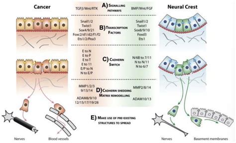 Neural Crest Ectodermal Placodes And Their Derivatives Karteikarten Quizlet