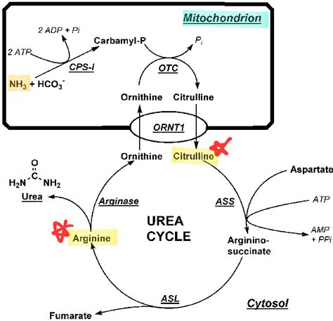 아르기닌과 같이 먹으면 좋은 성분 L 아스파트산 시트룰린 오리니틴 중 하나만 섭취해도 효과 좋나요 2025 약사가