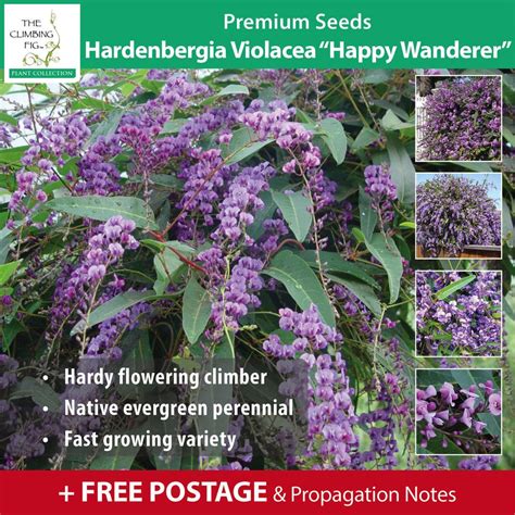 Hardenbergia Violacea Happy Wanderer Seeds Native Evergreen Wisteria