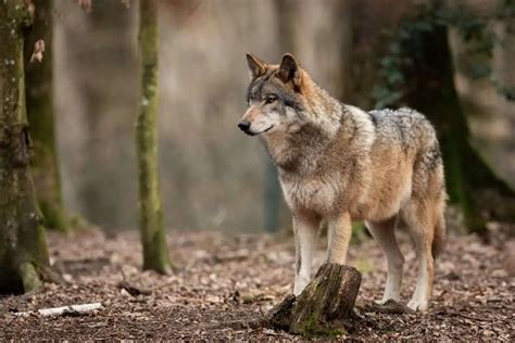 In Depth Look At Wolf Size And Physical Characteristics