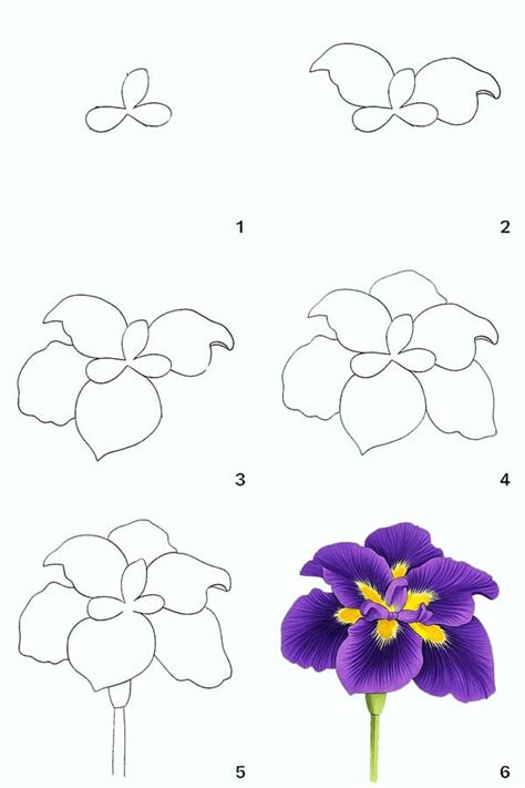 Iris Drawing Ideas Drawing Photos
