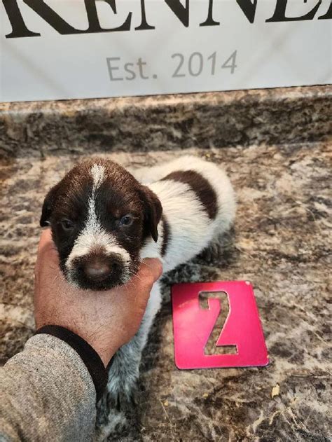 German Wirehaired Pointer Puppies