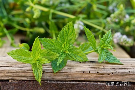 室内养薄荷有啥好处？又该怎么养护呢？ 知乎