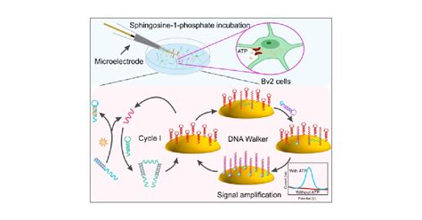 Electrochemical Monitoring Of Sphingosine 1 Phosphate Induced Atp Release Using A Microsensor