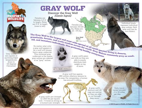 P2w North America Wolf Species Laminated Posters Iwerc