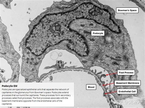你似乎来到了没有知识存在的荒原 知乎