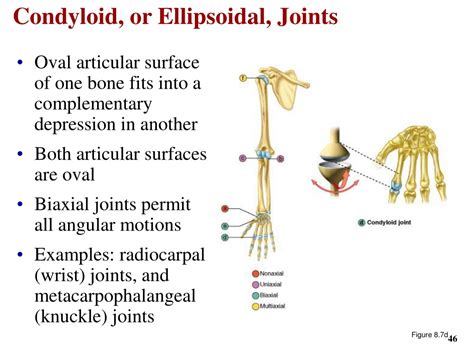 Condyloid Joint Vs Ellipsoid Joint At Ruben Williams Blog
