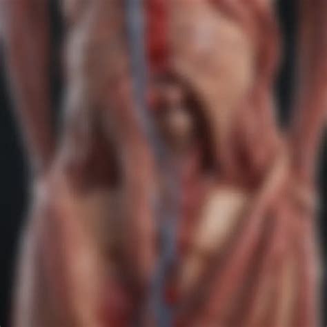 Understanding The Vascular Sheath A Comprehensive Examination