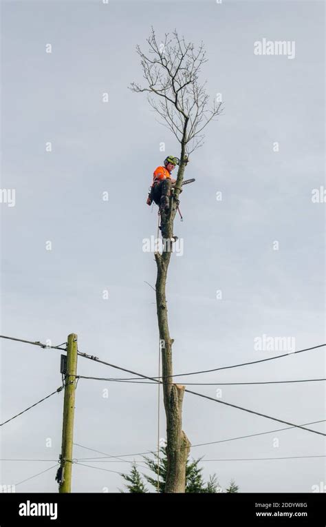 Tree Surgeons Cutting Down Old Ancient English Oak Tree Using Ropes And Chainsaws Avoiding