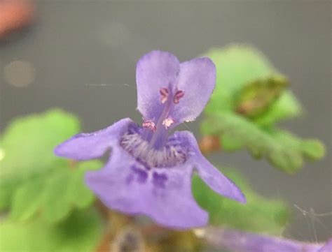 Chapter 15 Sex And Reproduction In Seed Plants Inanimate Life