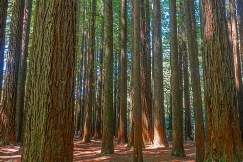 Quick Guide To The Redwoods In Otway National Park
