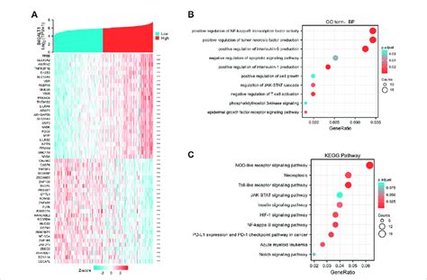 Functional Clustering Analysis Of B4GALT1 Related Genes A Heatmap Download Scientific