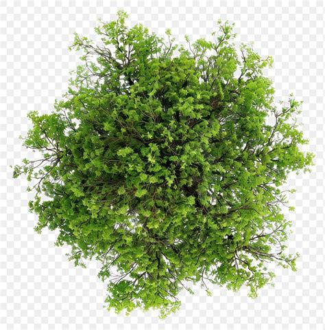 PNG Lush Green Tree Top Premium PNG Rawpixel