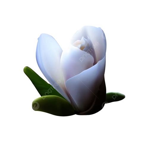 3차원 실감나는 목련 백색 꽃 꽃 일본어 미술 Png 일러스트 및 벡터 에 대한 무료 다운로드 Pngtree