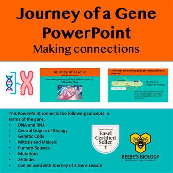 Journey Of A Gene PowerPoint By Beebe S Biology TPT