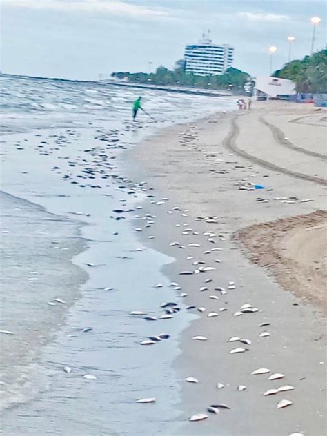 ปลาตายเต็มหาดบางแสน เฉลยสาเหตุแล้วช็อตฟีล ไม่ใช่น้ำเน่า ไม่ใช่ภัยธรรมชาติ