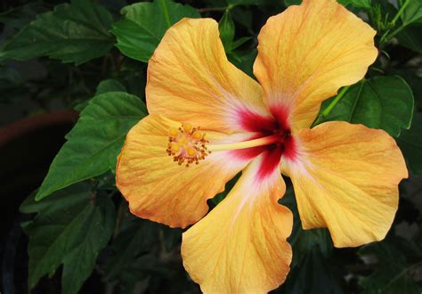 Free Photo Hibiscus Flower Coloured Flower Hibiscus Free