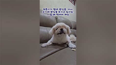 음식에관심있어 여전히안먹네요 강아지계란말이 강아지수육 다안먹으면어떡해 나와같이사는동안행복했니 꼬몽이와의일상 노견의하루 Youtube