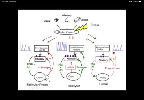 Female Reproductive Endocrinology Flashcards Quizlet