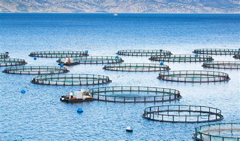 Enhancing Cage Fish Farming Monitoring Using Ai And Remote Sensing