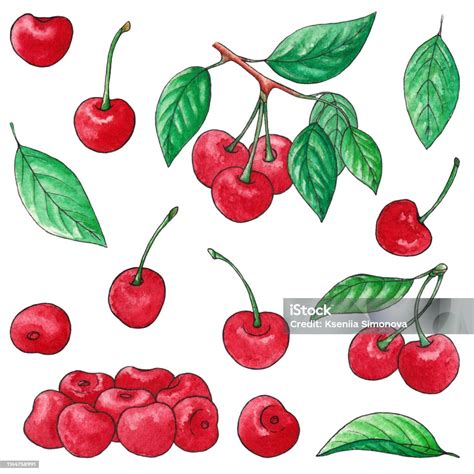 체리 수채화 일러스트 세트입니다 손으로 그린 요소 흰색 바탕에 딸기의 고립 된 수채화 스케치 잎이 있는 벚꽃의 가지 식물 그림입니다 0명에 대한 스톡 벡터 아트 및 기타
