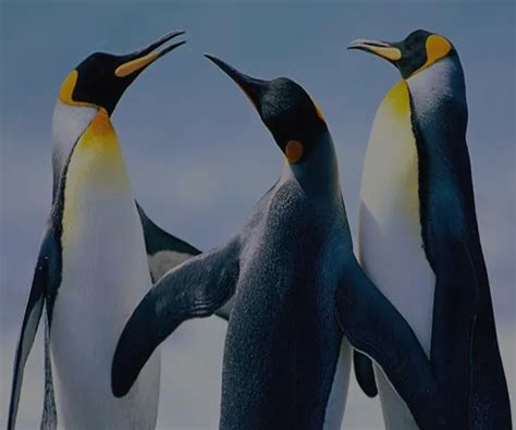 Linux فناوران آنیسا خانه لینوکس ایران