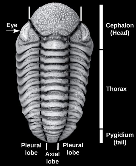 Diagrama De Fósil De Trilobites