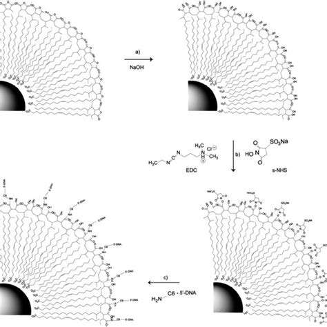 Figure S Strategy For The Polymer Functionalization With Download Scientific Diagram