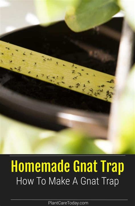 Homemade Gnat Trap How To Make A Gnat Trap Gnat Traps Homemade Gnat Trap Gnats Homemade Gnat Trap How To Make A Gnat Trap Gnat Traps Homemade Gnat Trap Gnats