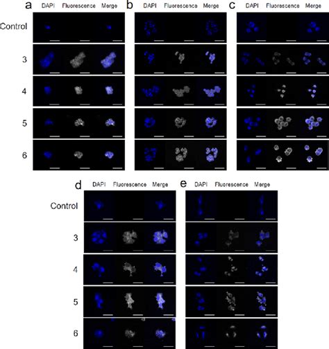 Intracellular Compound Localization Cell Nuclei Are Stained With Dapi Intracellular Compound Localization Cell Nuclei Are Stained With Dapi