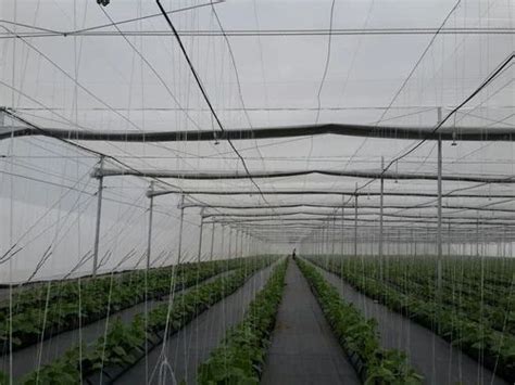 Trellising System At ₹ 20square Meters Gandhinagar Id 12730904773