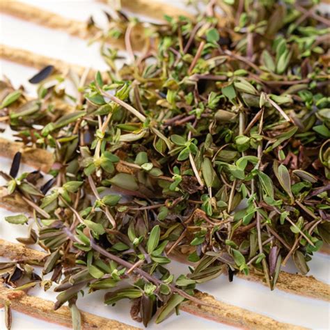 Timjan Ursprung Användning Egenskaper Och Hälsofördelar