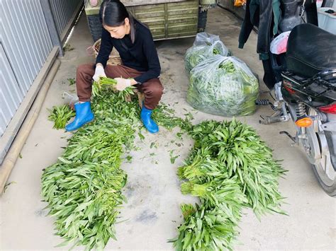 မန့်ဟီးရိုးမြို့တွင် ကန်စွန်းရွက်ကို မိသားစုစားသုံးရန်အပြင် လက်လီလက