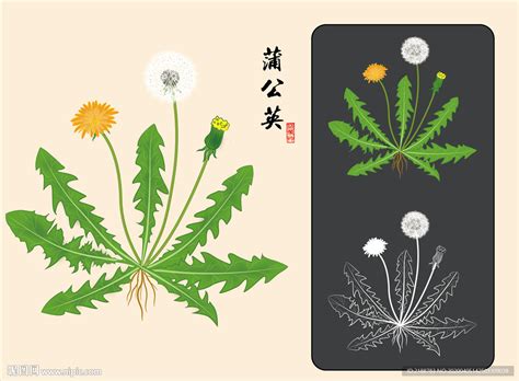 蒲公英 手绘蒲公英设计图 花草 生物世界 设计图库 昵图网