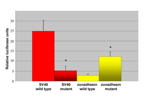The Poly A Signal Is Essential For Polyadenylation Of Male Germ Download Scientific Diagram