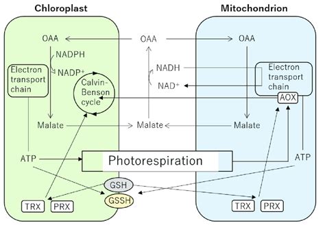 Integrations Between The Chloroplast And Mitochondrion Malate Oaa