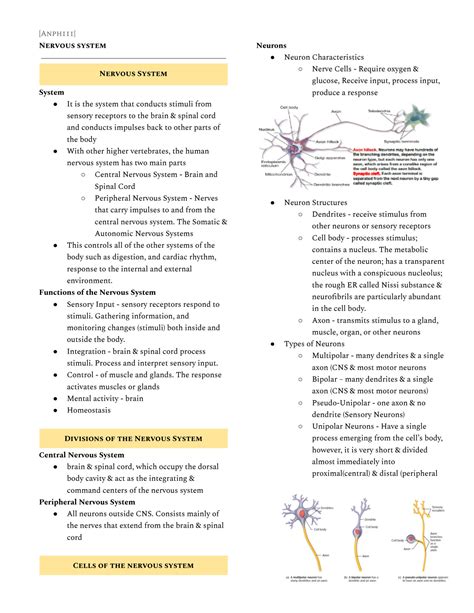 SOLUTION Nervous System Studypool